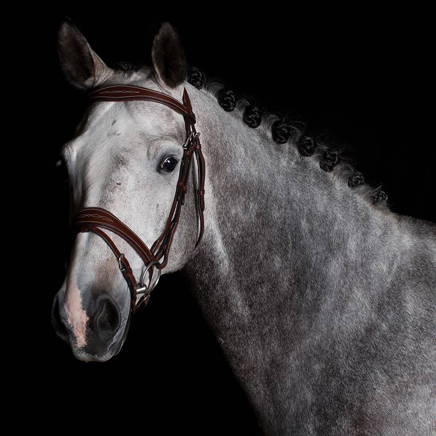 Bridle with flash noseband - Extra comfort – THE STALL